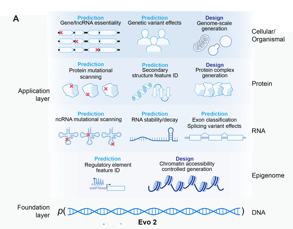 DNA language model: Evo2の基礎と応用｜olachinkei
