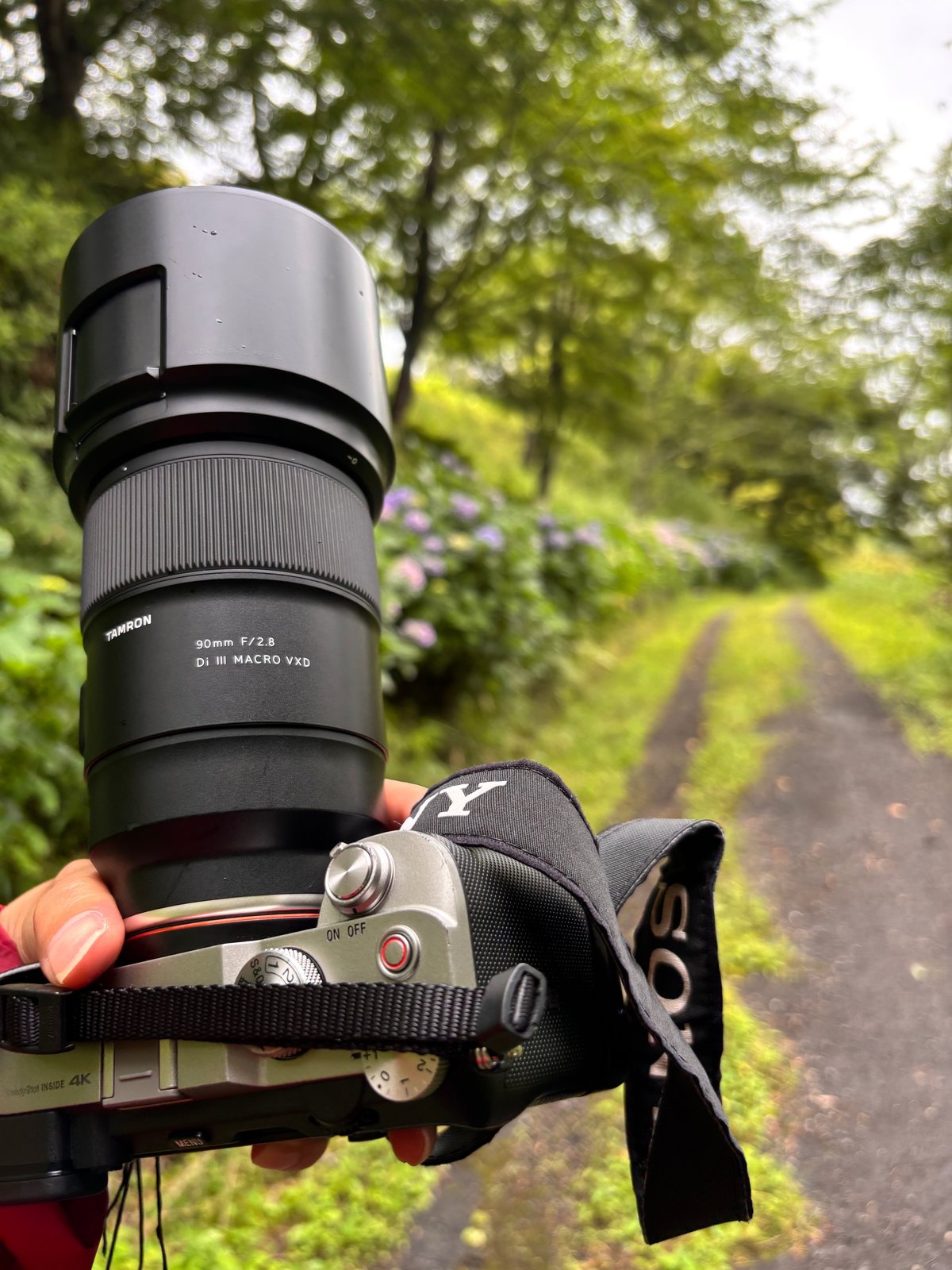 【レビュー】タムロン90mmマクロと紫陽花 － 繊細な世界に触れる旅🐌🪻｜ichi_graphy