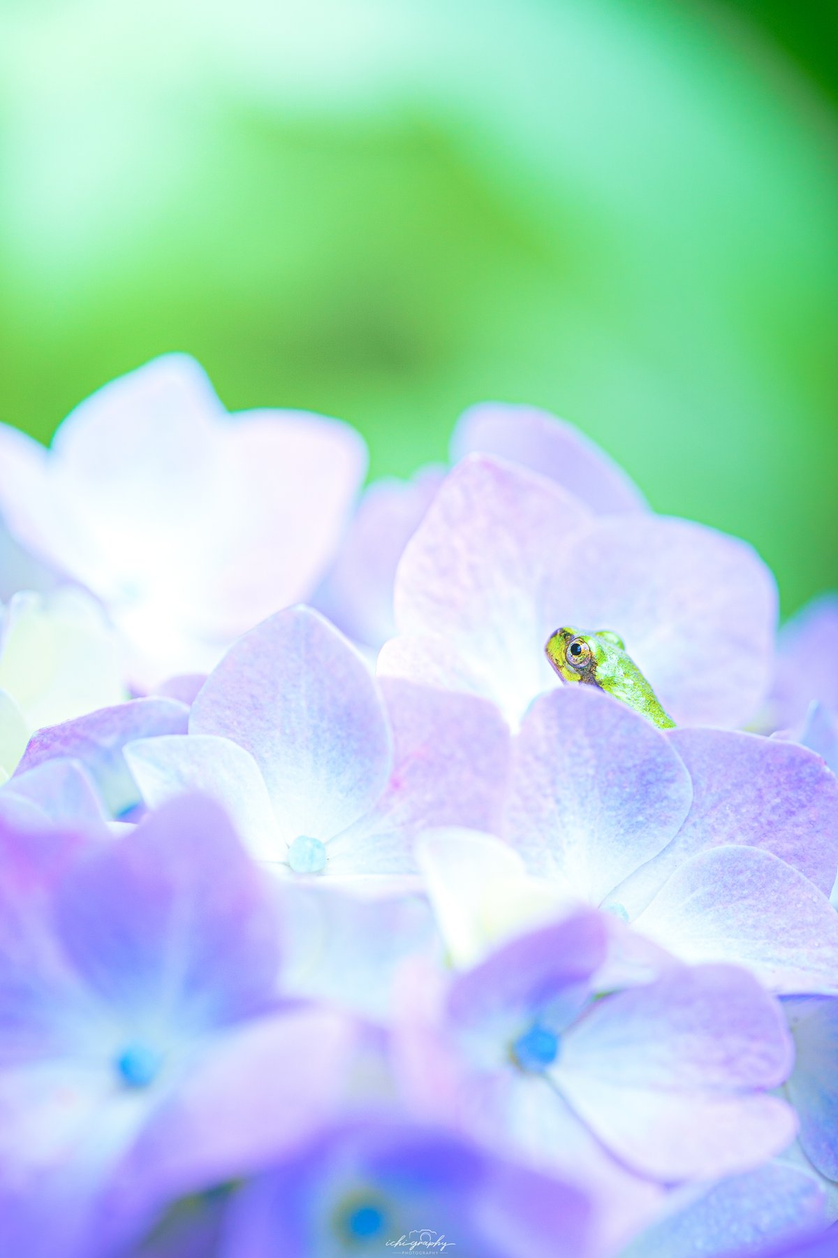 【レビュー】タムロン90mmマクロと紫陽花 － 繊細な世界に触れる旅🐌🪻｜ichi_graphy