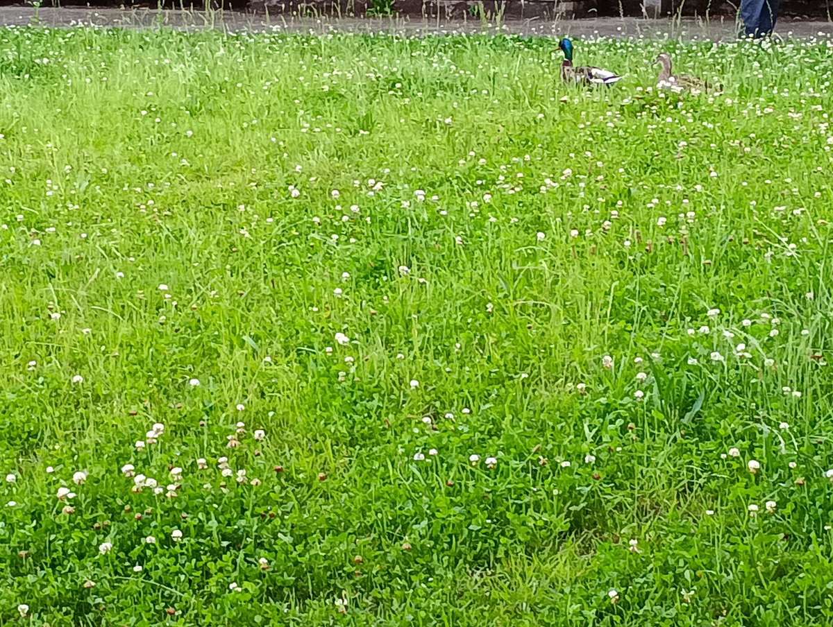 ほないこか｜らくがき