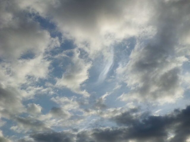 鳥Aves note II-LIV｜薄井 灌 Kan Usui