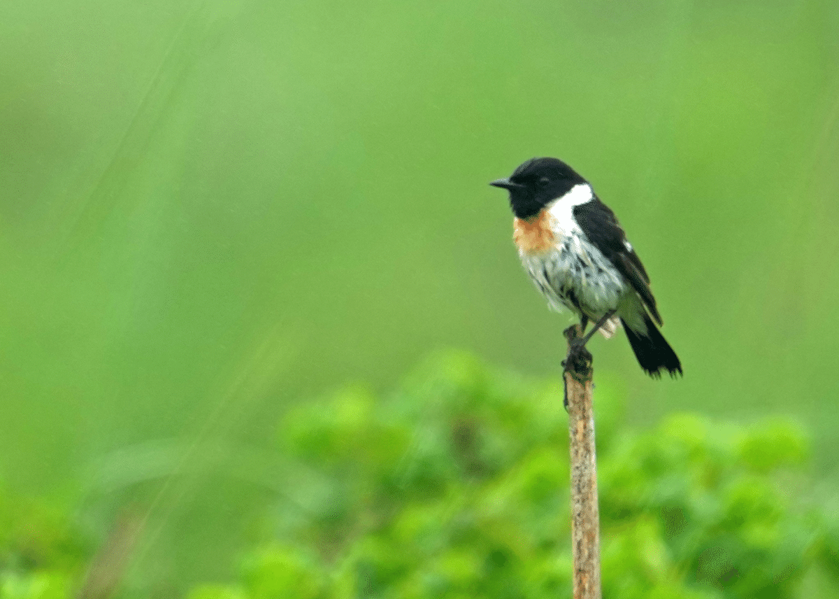 【野鳥】6月14日-15日探鳥 北海道浦幌町 2025-7｜Chacoder