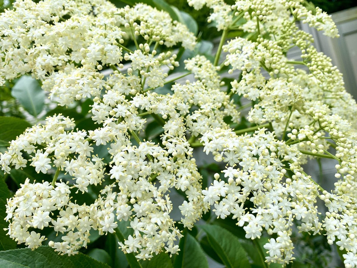 エルダーフラワー 現世と幽世の境界に咲く植物｜Ryoko＠terra_note