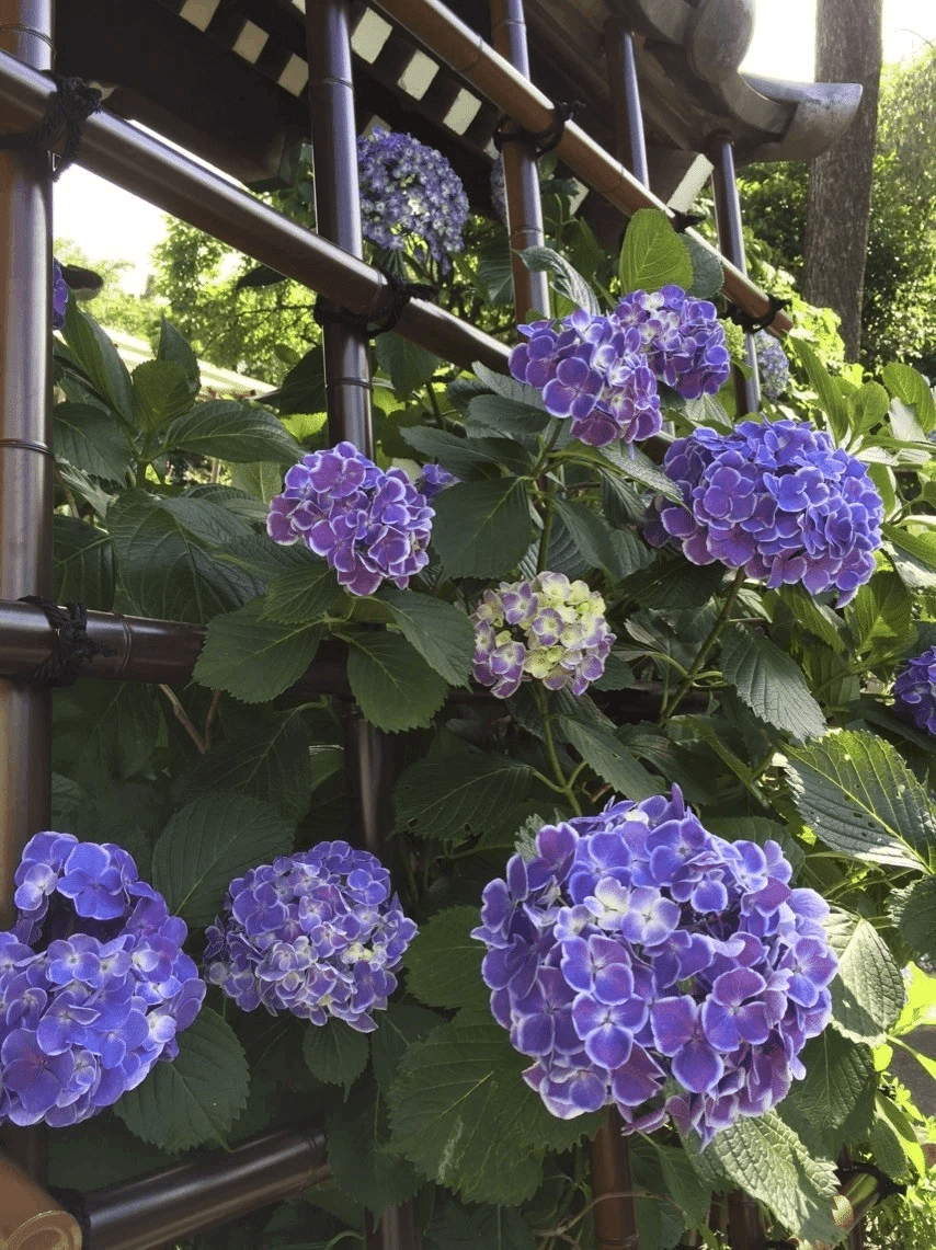 Vibrant Purple Blooms: The Hydrangea Flower – English Translation（紫の大輪、紫陽花の花）｜BitBeans