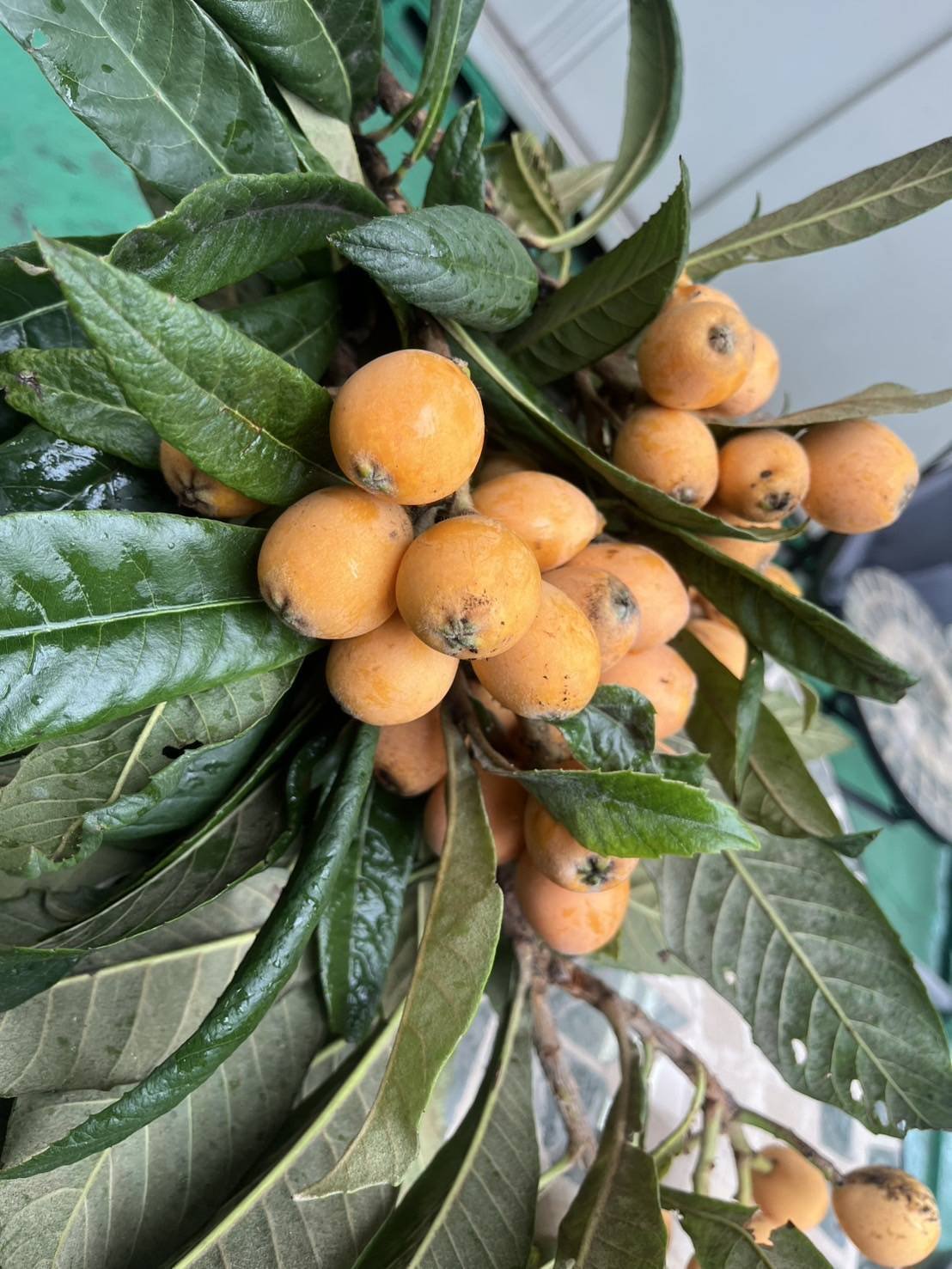 びわを頂きました♪｜bwk