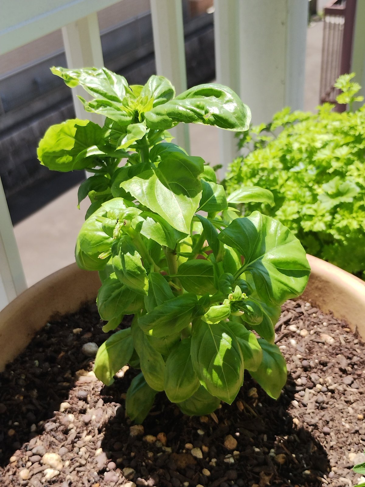 日差しが強ーい｜kiyoshi_onae