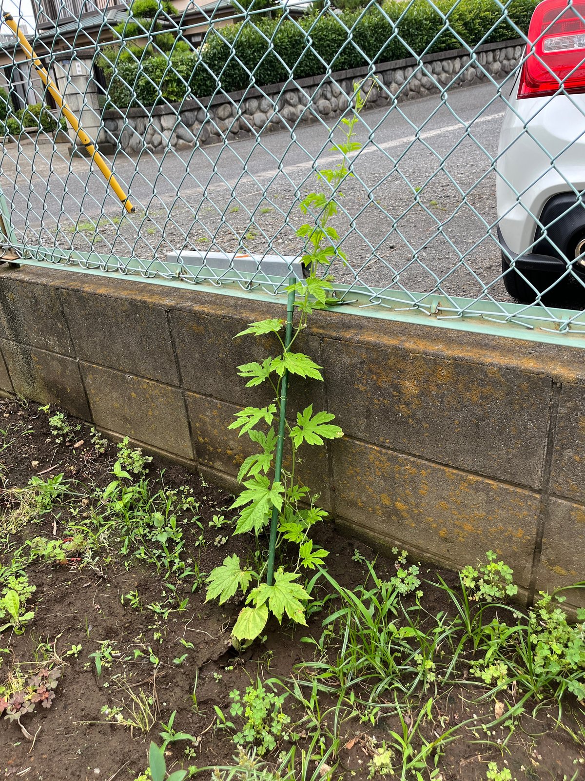 家庭菜園近況～絶賛収穫中～｜はなこ
