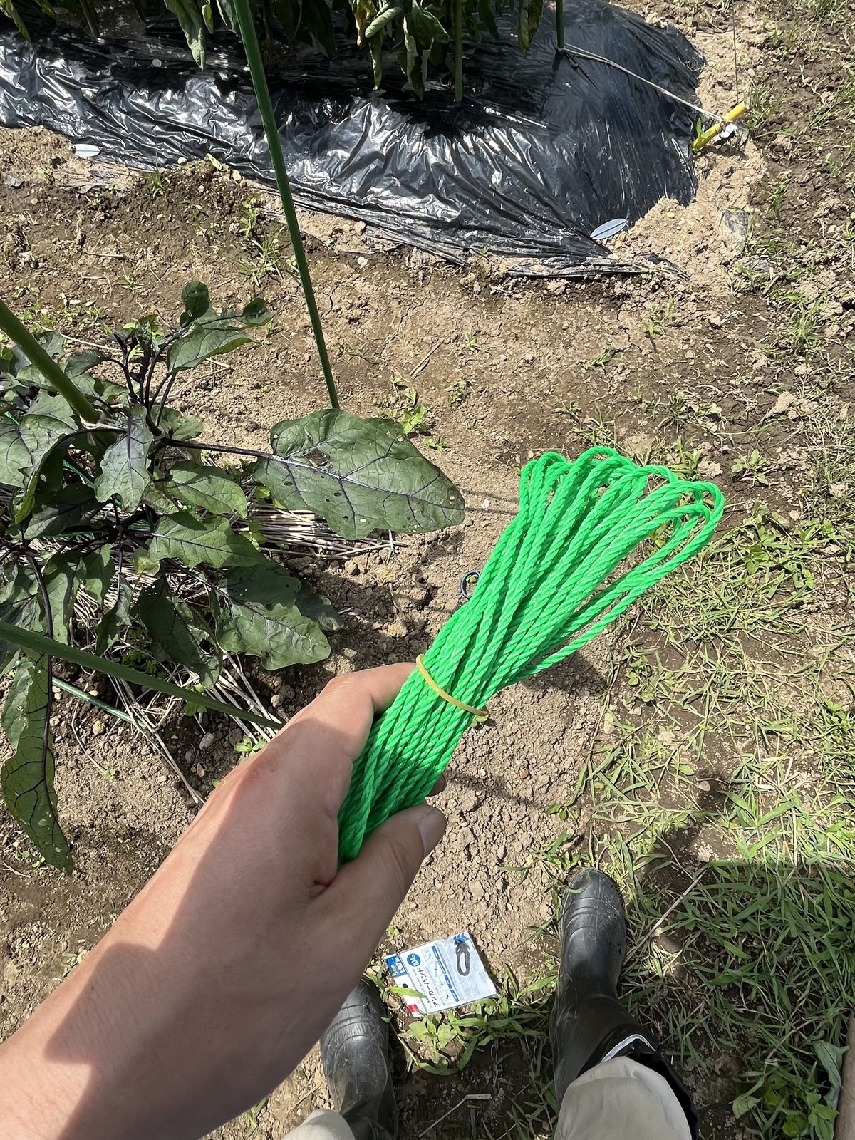 【農業研修】ナスの3本仕立て｜ca-ptain@農ある暮らし