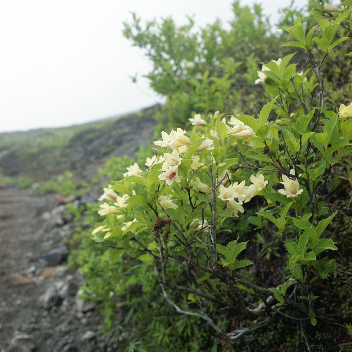 25年6月 樽前山｜robert_oku