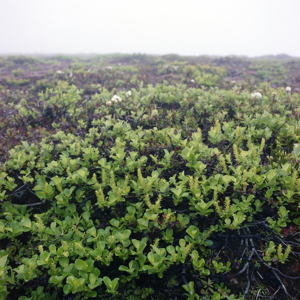 25年6月 樽前山｜robert_oku