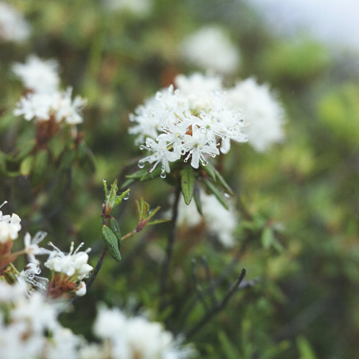 25年6月 樽前山｜robert_oku