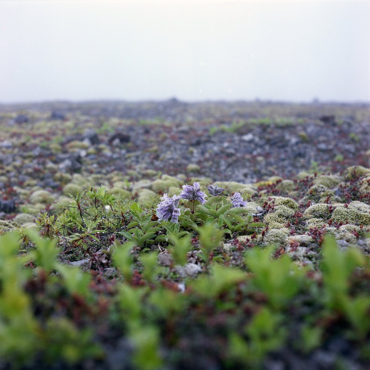 25年6月 樽前山｜robert_oku