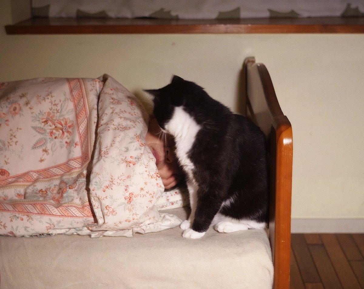 「猫百態」 写深夜、午前2時｜Rabi Sato