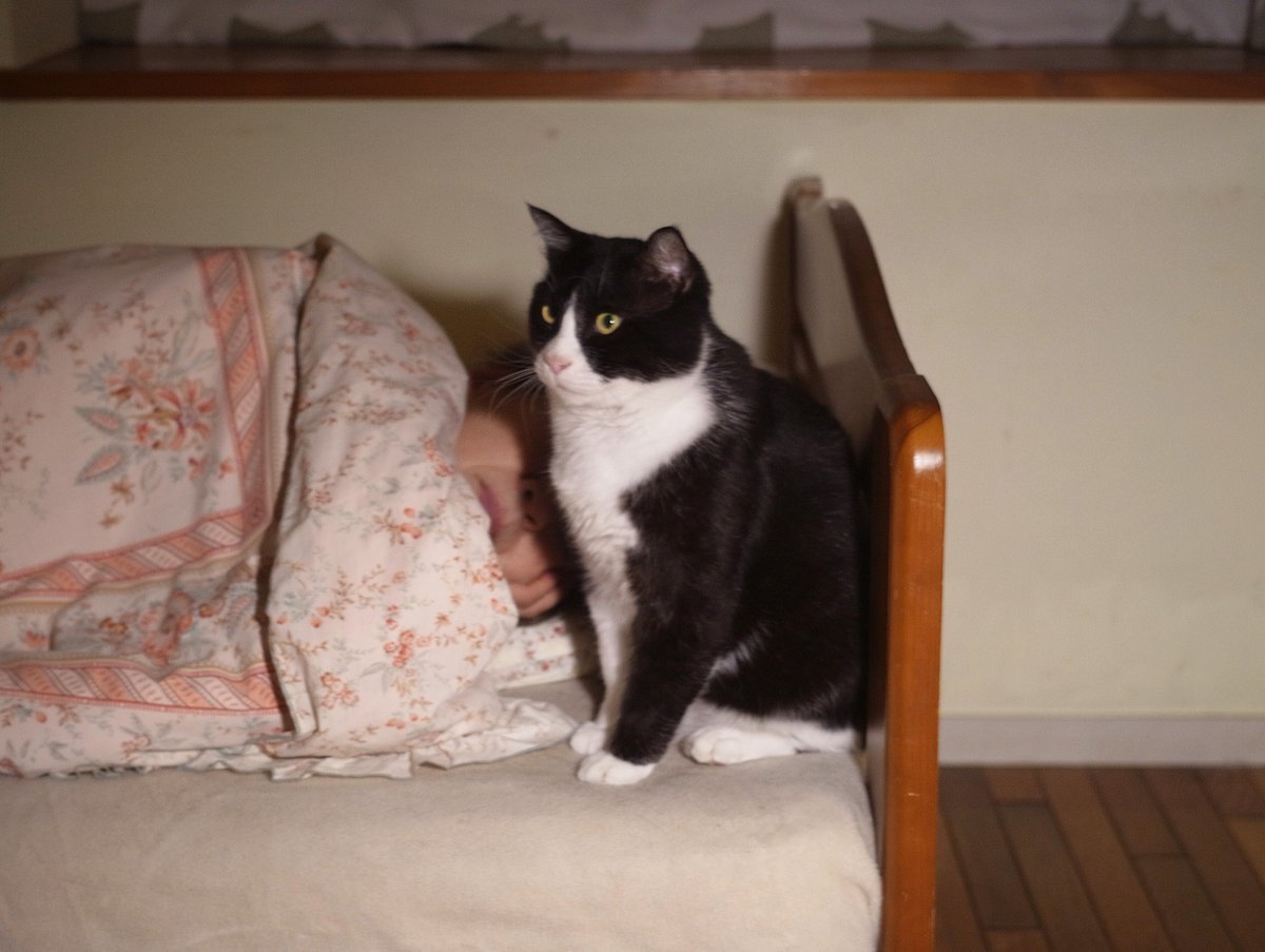 「猫百態」 写深夜、午前2時｜Rabi Sato
