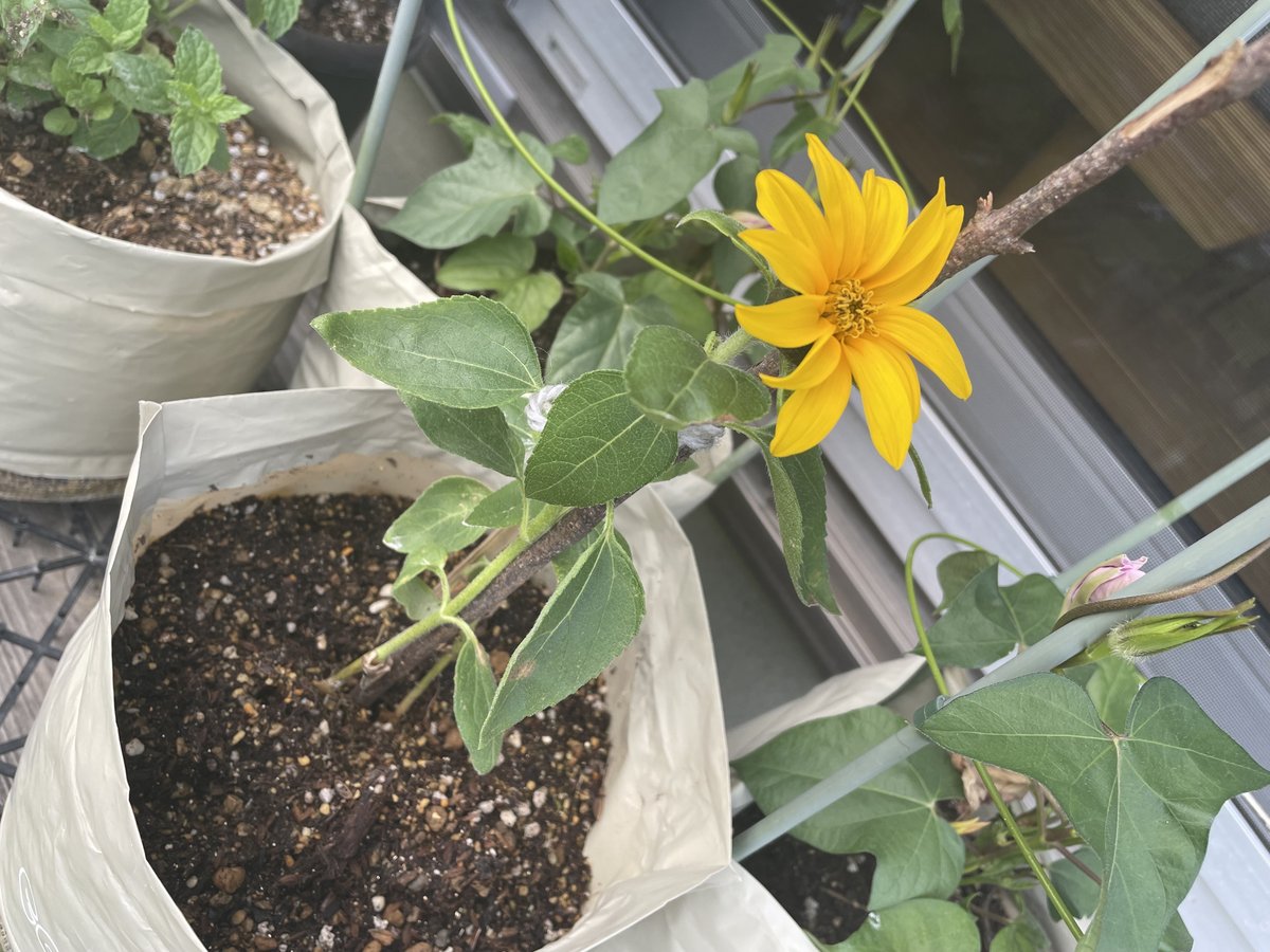 ダイソーで買ったお花たち｜plm_kurashi