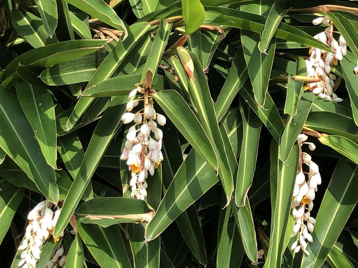 誇りある沖縄菓子｜Atsuko Otsuki