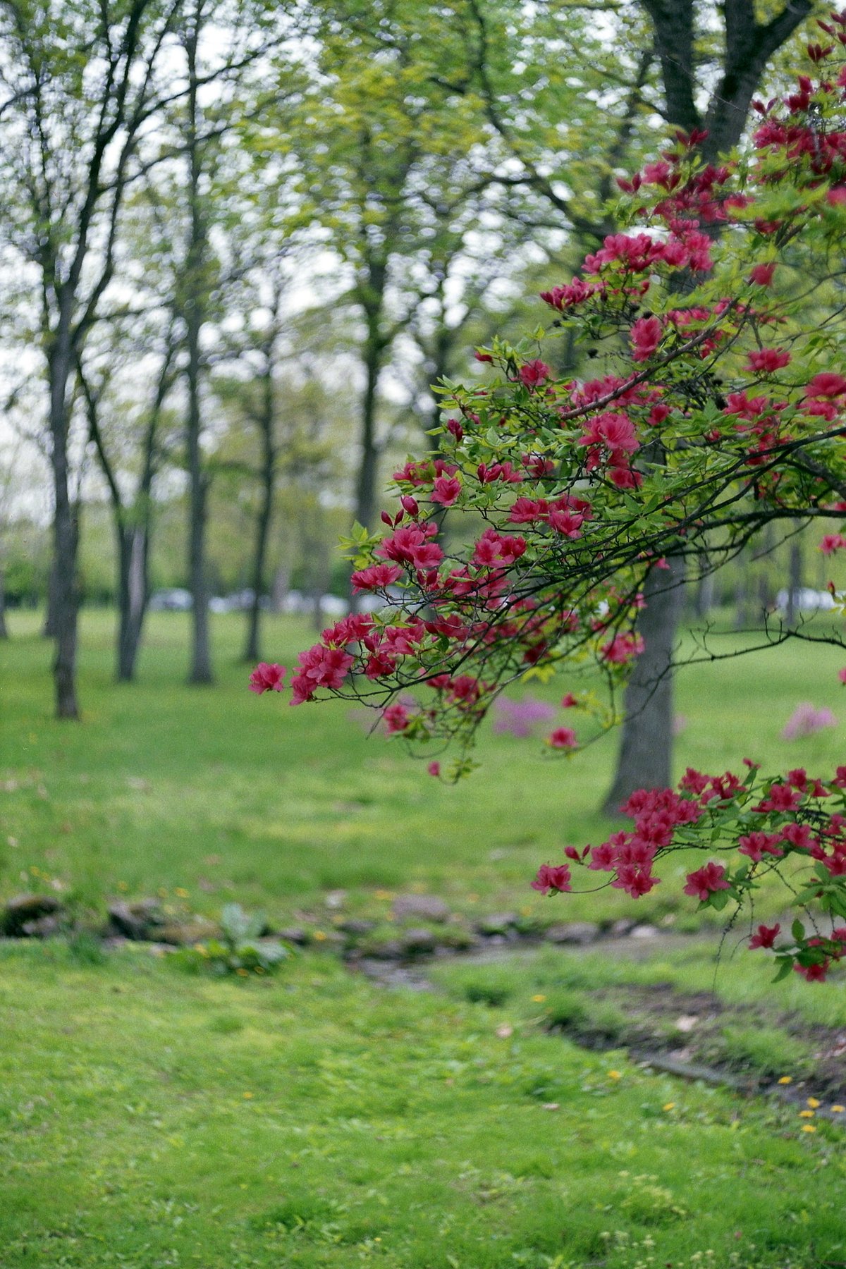 25年5月 ノーザンホースパーク｜robert_oku