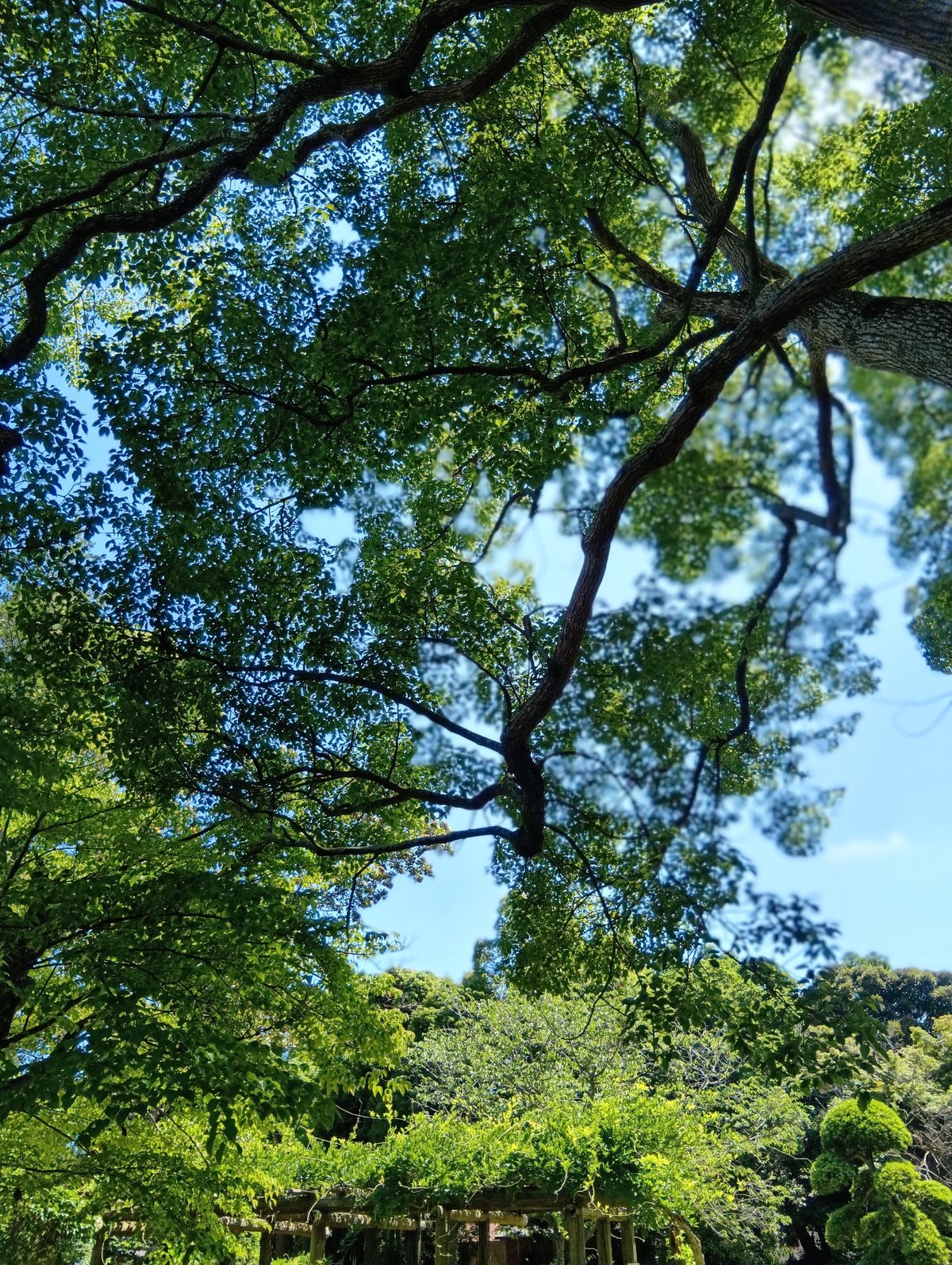 ②心に残る風景写真（樹木）｜workma