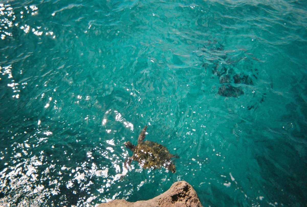 Mauiの記憶、人と出逢うということ｜Wada Sayaka