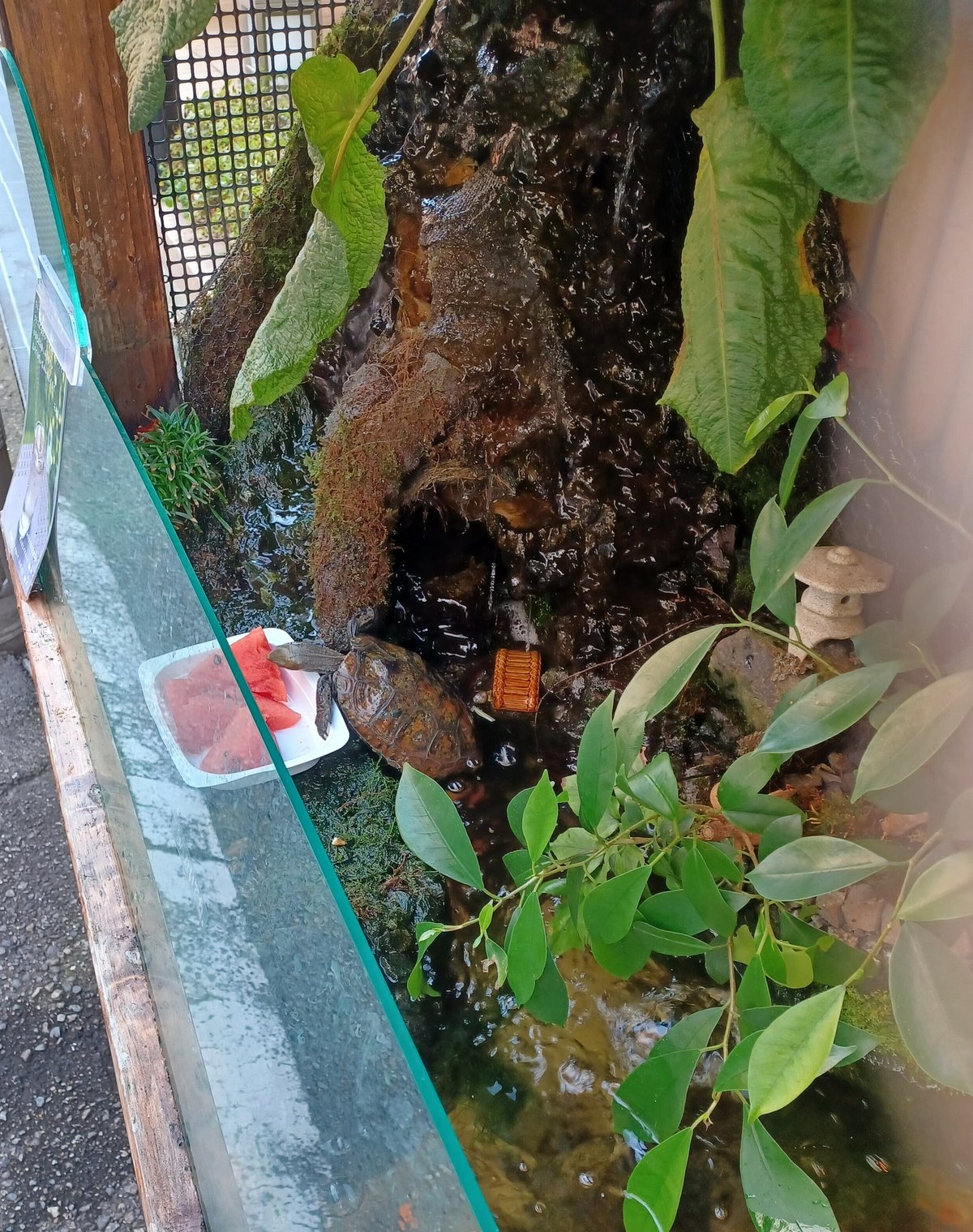 亀にスイカ｜矢内商店