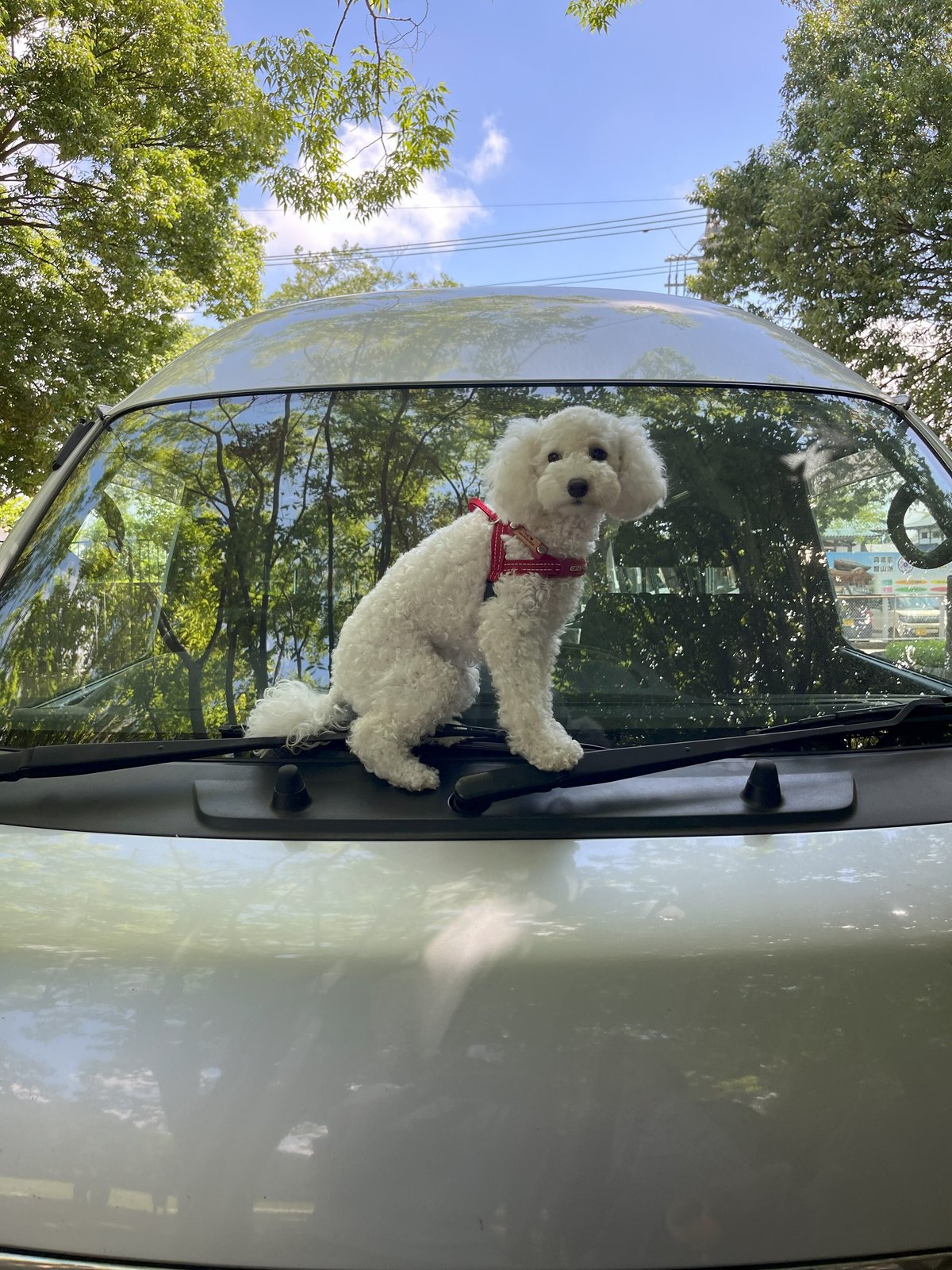 20230706 マンボウEXEが納車されました｜hiroaki maejima