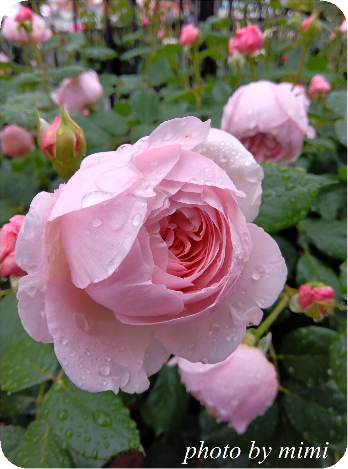 薔薇・ジェフハミルトン（Geoff Hamilton）｜mimi fleur