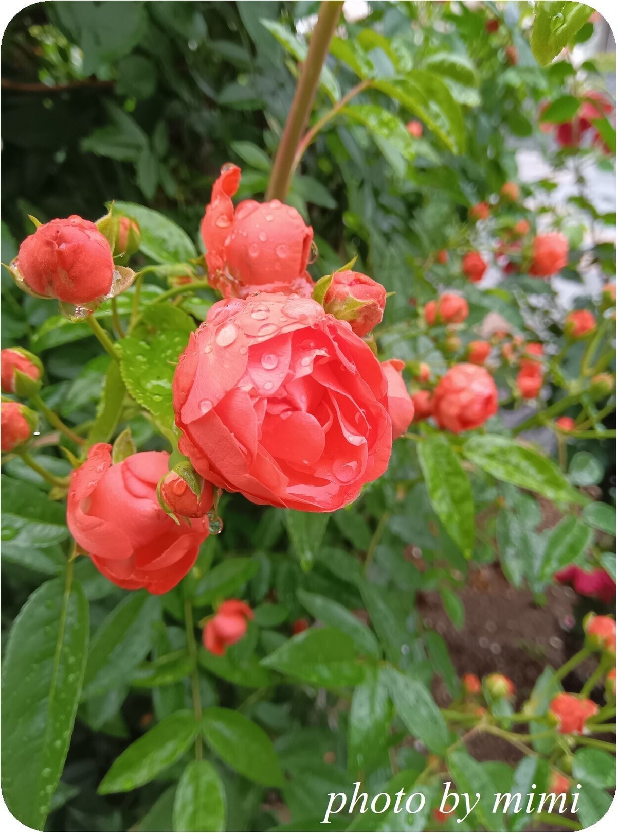 薔薇・珠玉｜mimi fleur