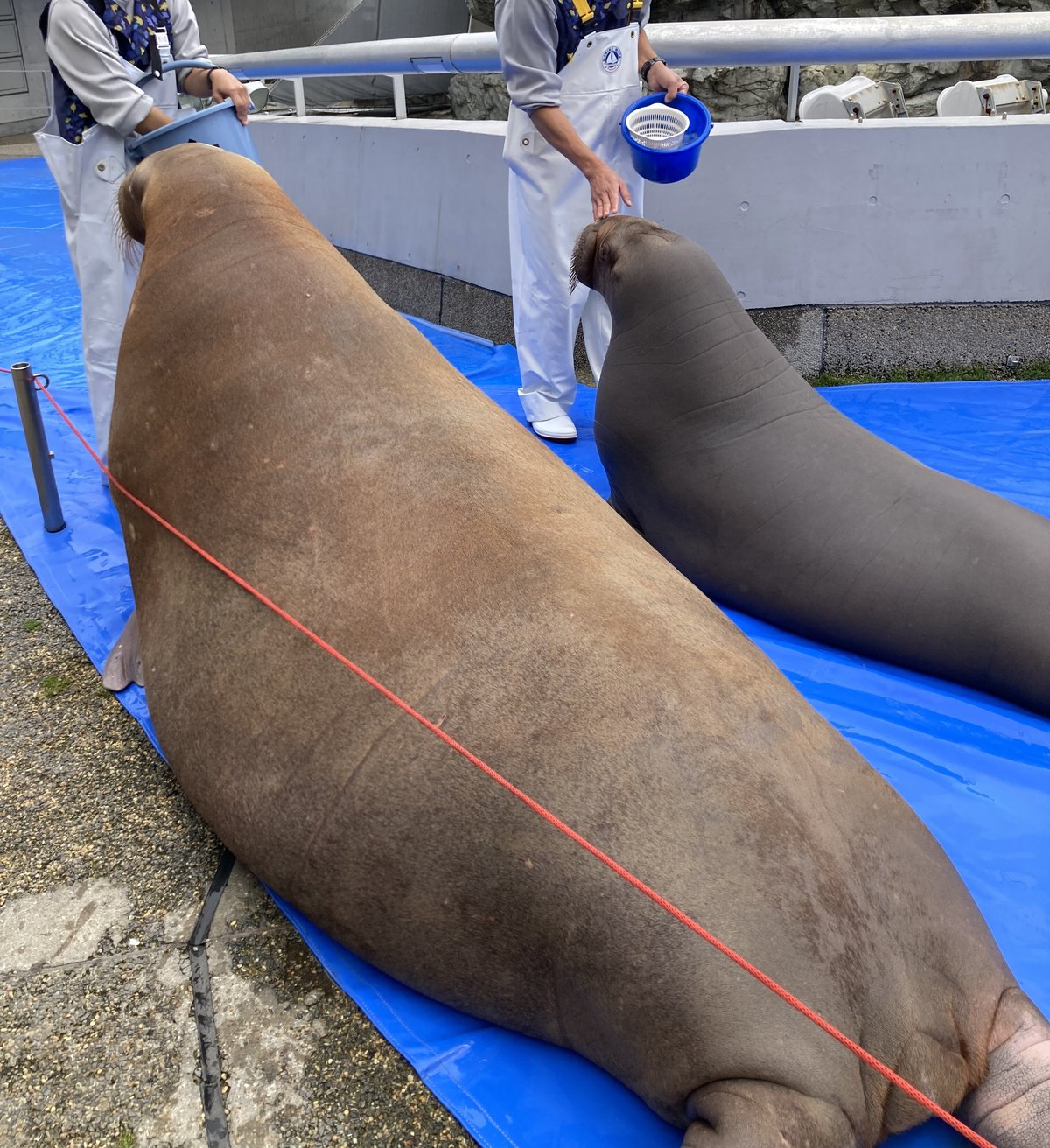 大分で海活｜kitayama