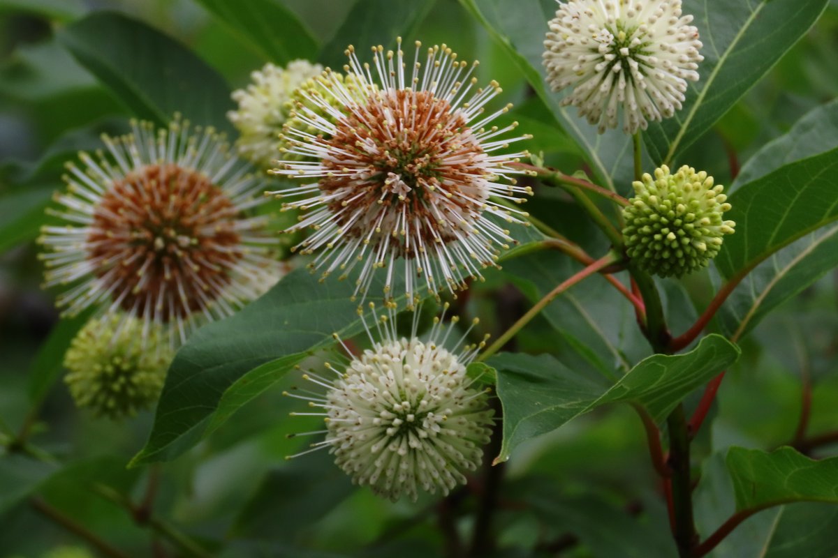 ネムノキとキキョウと｜HRSD-note