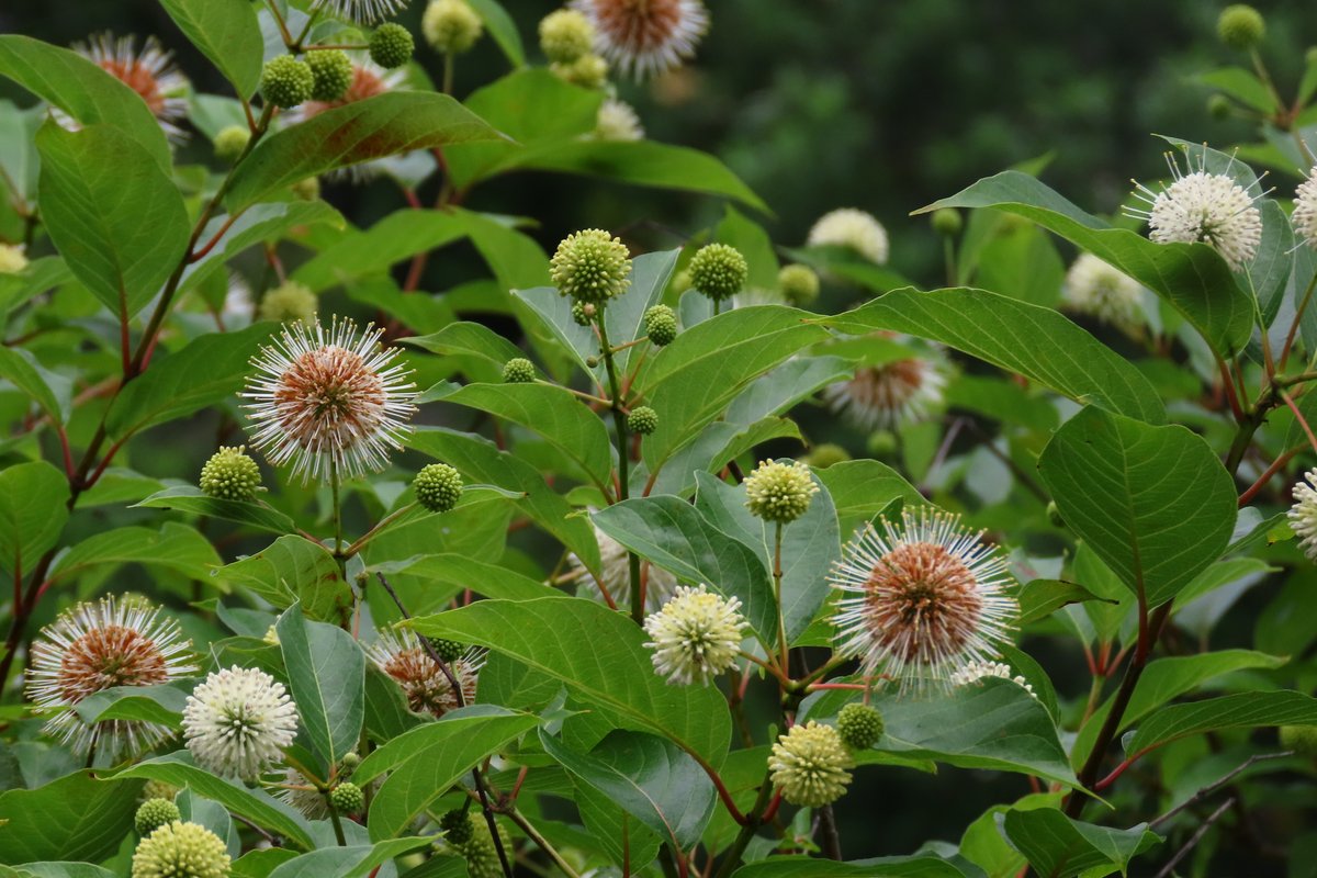 ネムノキとキキョウと｜HRSD-note