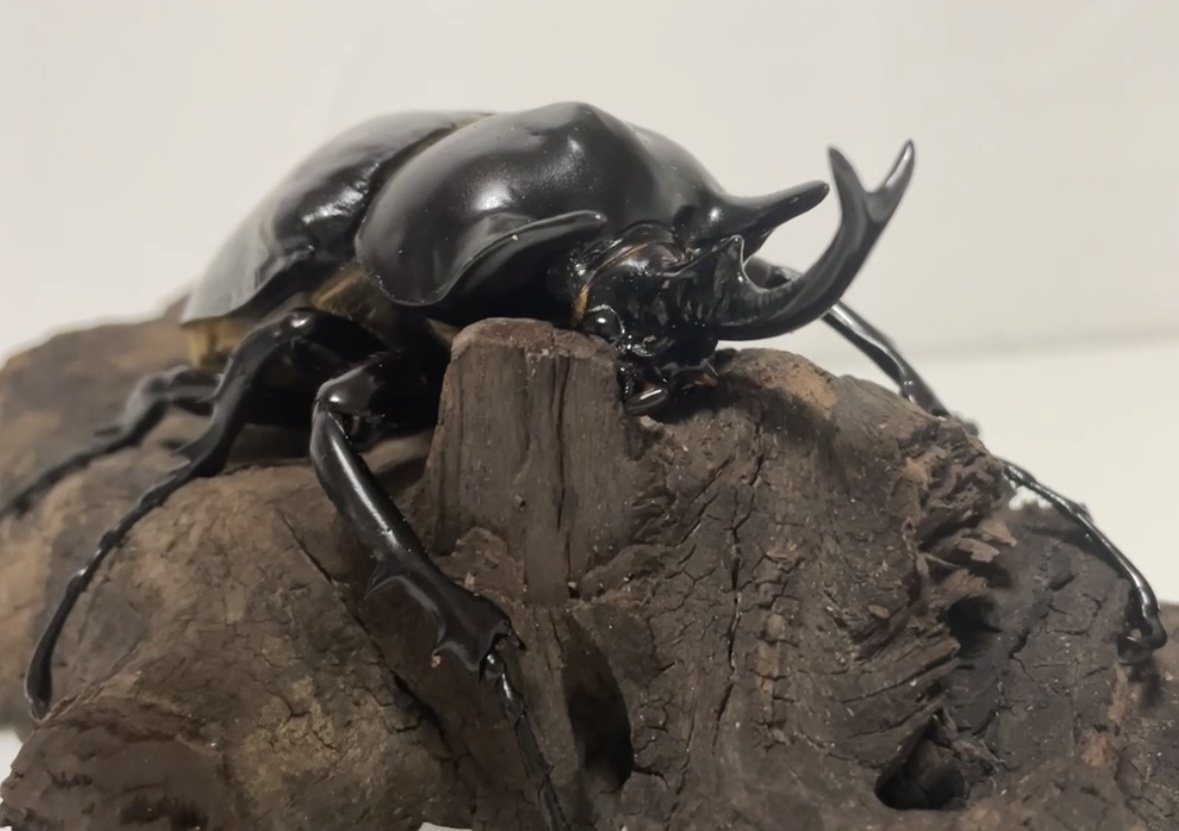 レックスゾウカブト 飼育記 Megasoma rex #1｜トミクワ【冨鍬】