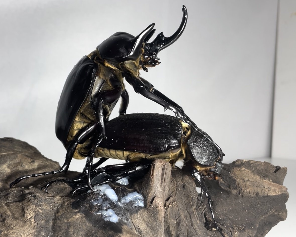 レックスゾウカブト 飼育記 Megasoma rex #1｜トミクワ【冨鍬】