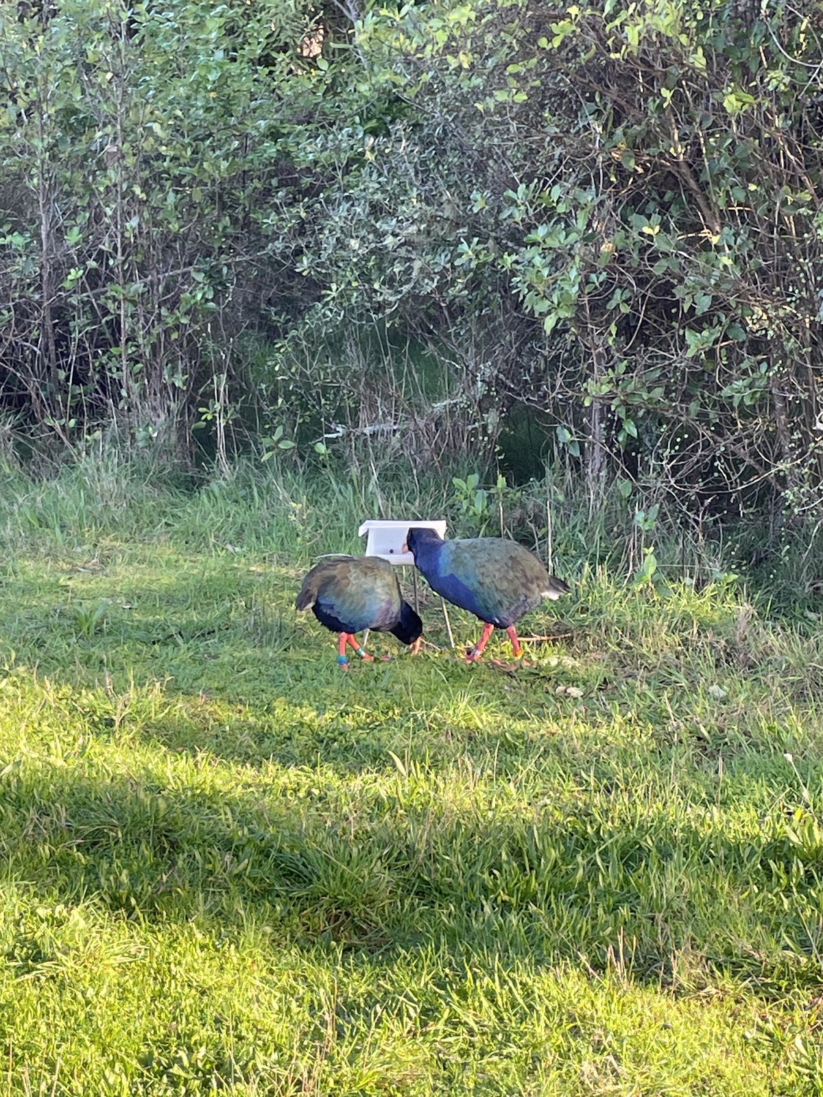Tiritiri Matangi IslandでDOCのボランティア活動を経て｜Raicho Inc.