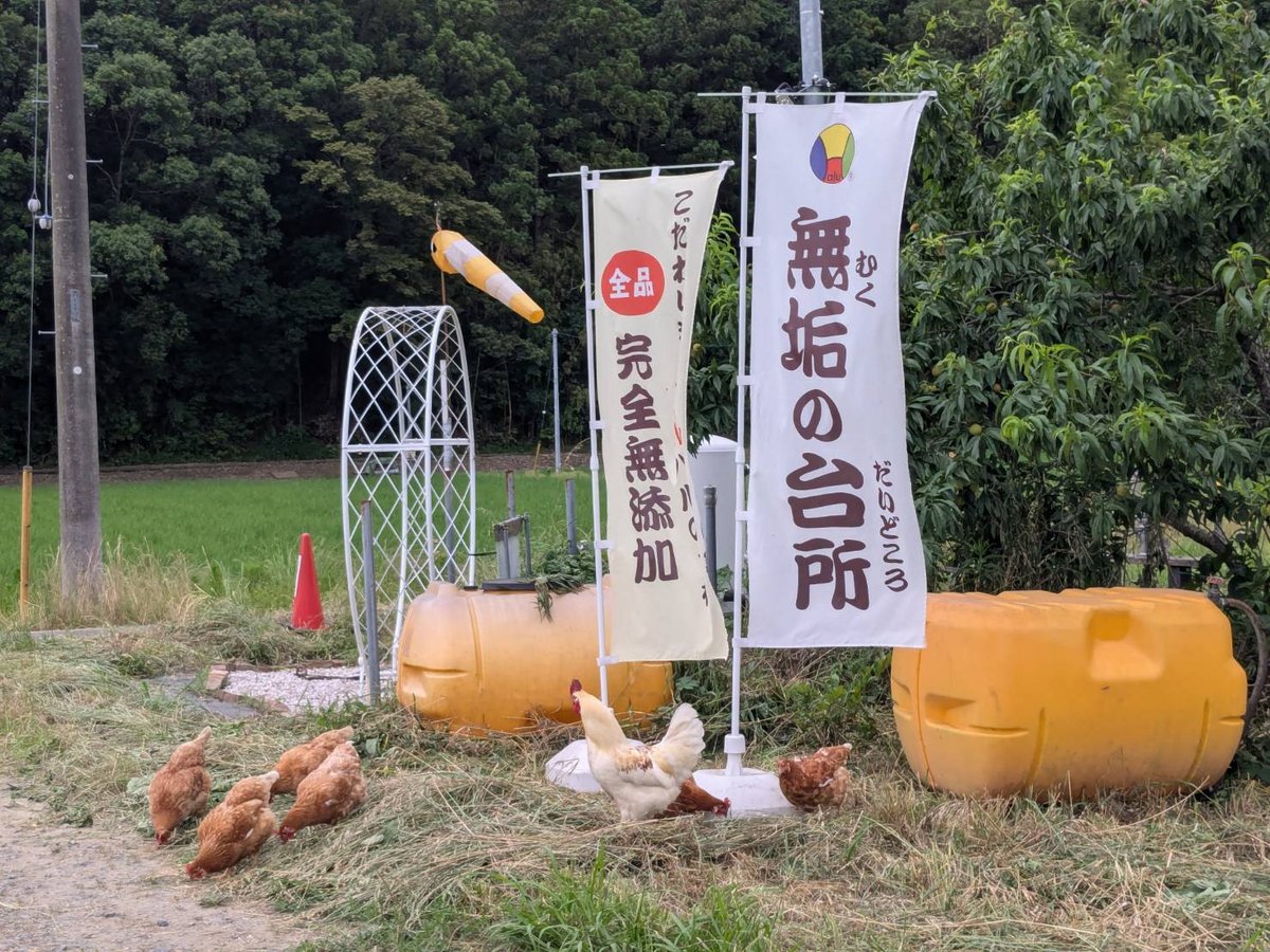 #1 赤紫蘇のお引越し｜無垢の台所@Halu農法