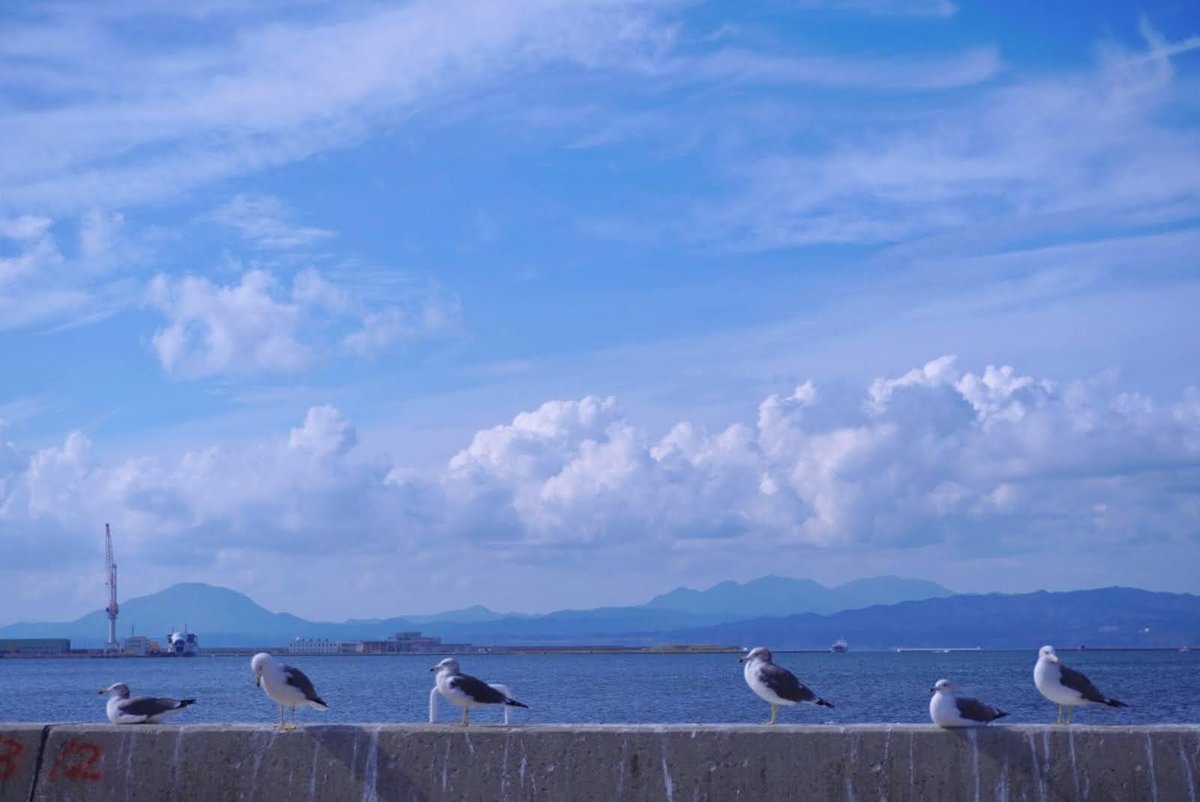 世の中に溢れる被写体から、キラリと光る推しを見つける。（カモメ推し）｜hanamaru