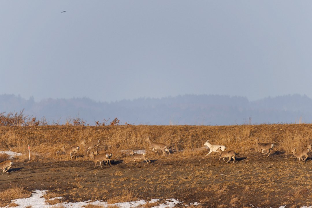 また会えたね、白いエゾシカ｜龍川 悠平/Yuuhei Tatsukawa