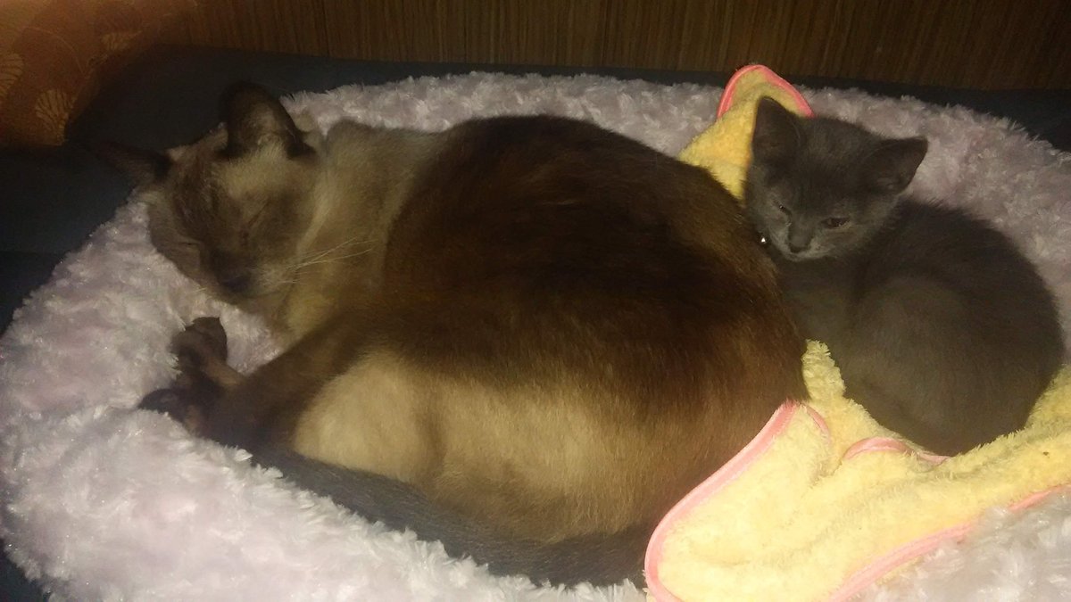 本日の晩御[6/27]｜kei1diablo