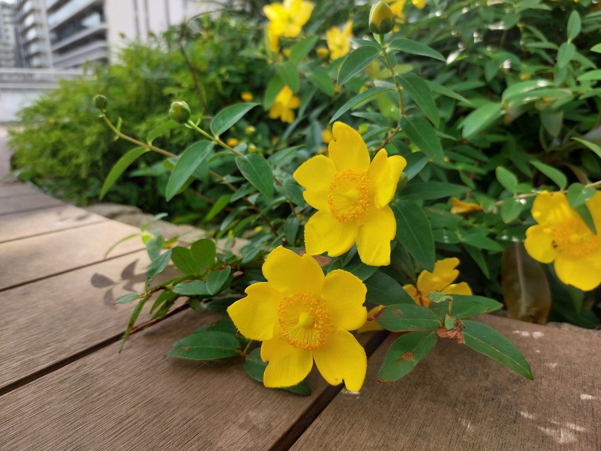 みかん花便り(2025年6月号)｜琴ノ葉みかん (Mikan Kotonoha)