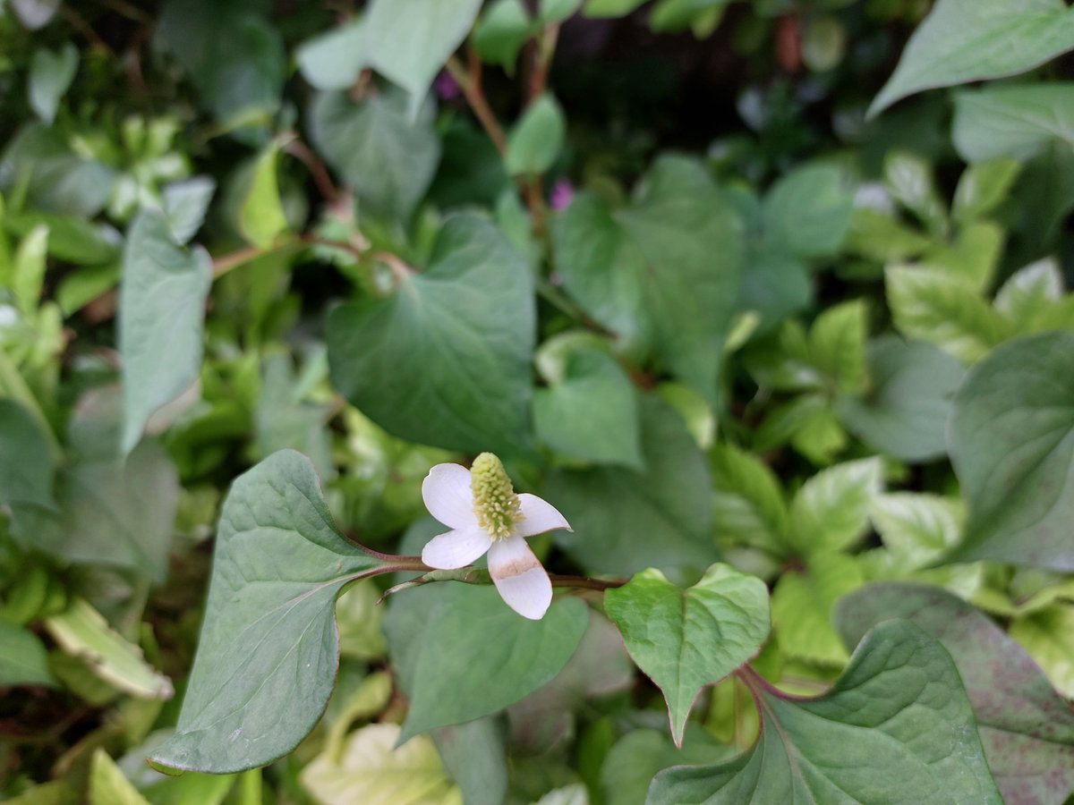 みかん花便り(2025年6月号)｜琴ノ葉みかん (Mikan Kotonoha)