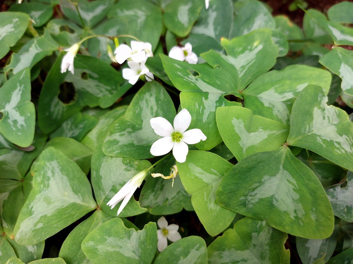 みかん花便り(2025年6月号)｜琴ノ葉みかん (Mikan Kotonoha)