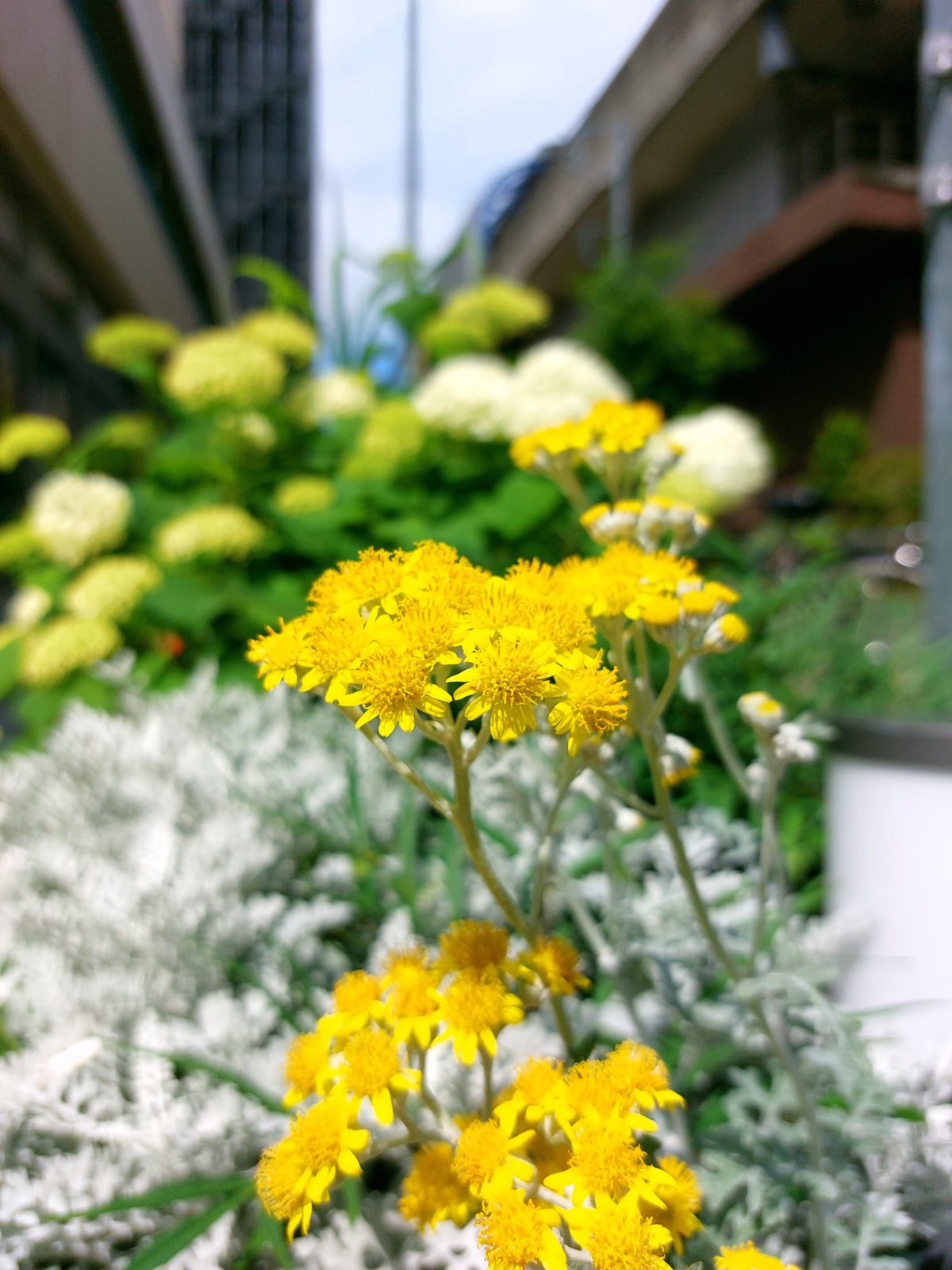 みかん花便り(2025年6月号)｜琴ノ葉みかん (Mikan Kotonoha)