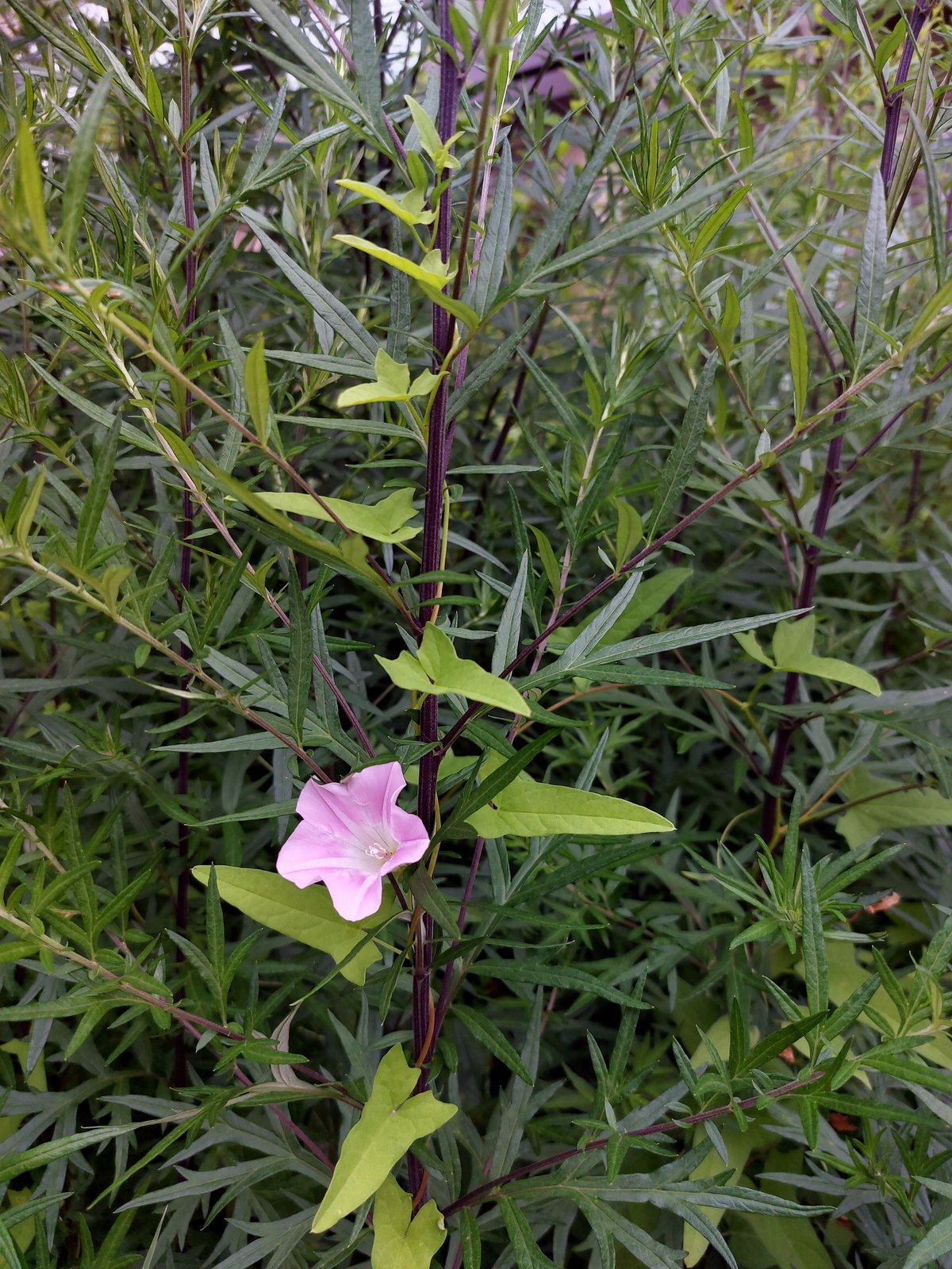 みかん花便り(2025年6月号)｜琴ノ葉みかん (Mikan Kotonoha)
