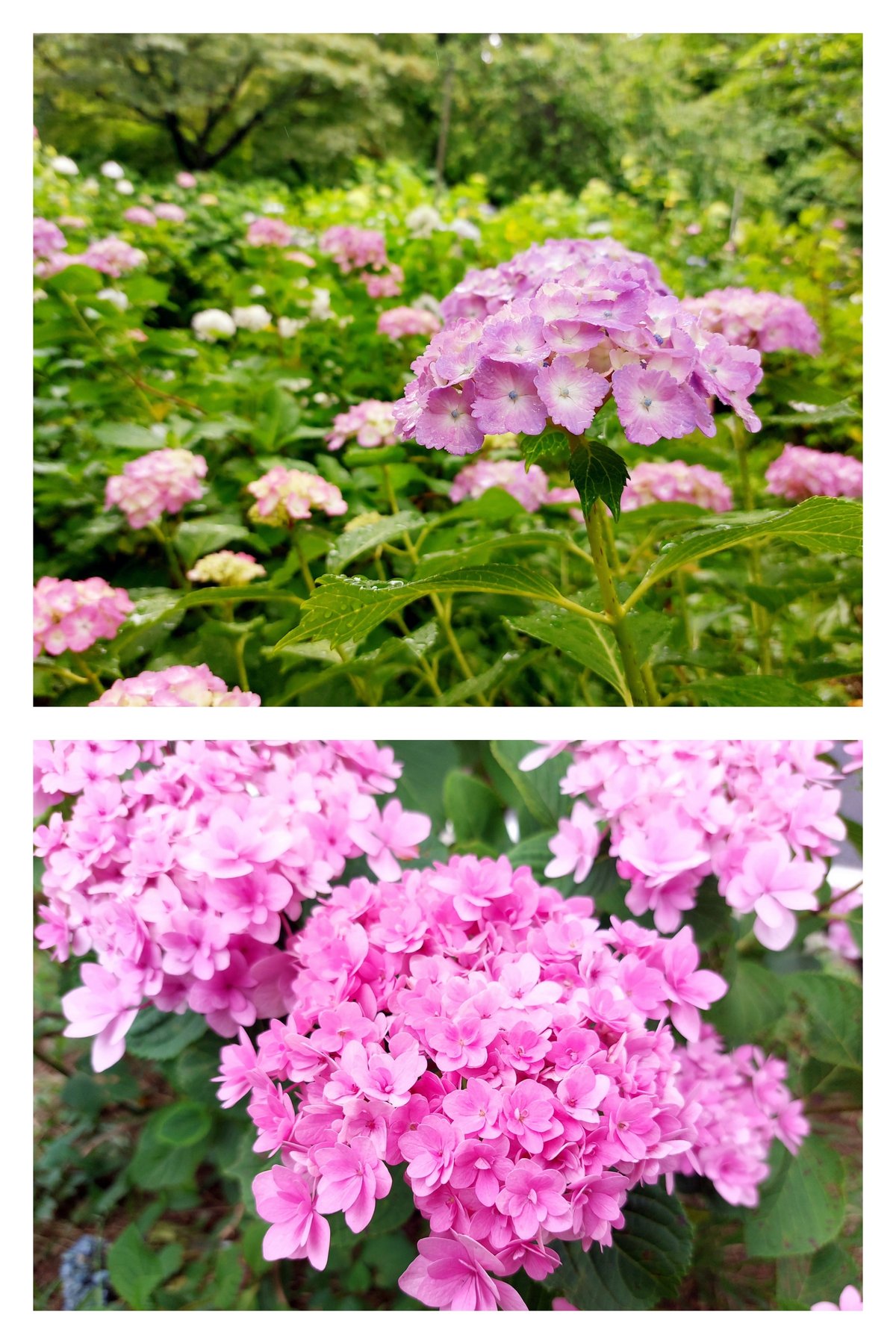 みかん花便り(2025年6月号)｜琴ノ葉みかん (Mikan Kotonoha)