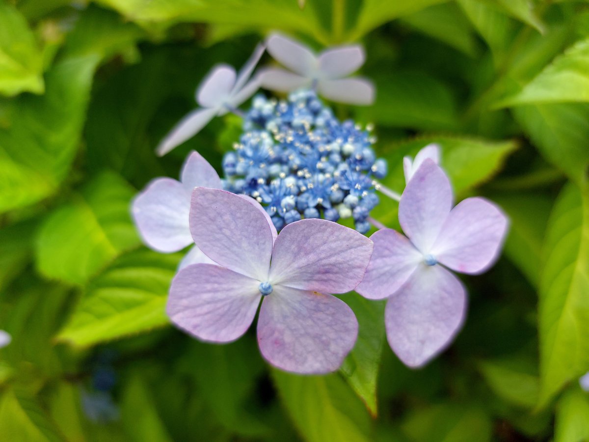 みかん花便り(2025年6月号)｜琴ノ葉みかん (Mikan Kotonoha)