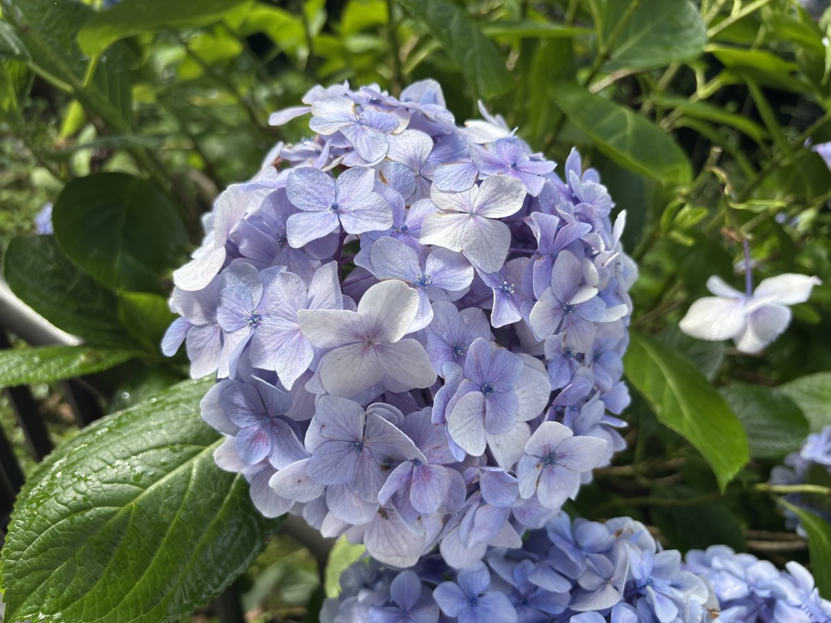 ド佐日記#6｜Iruka