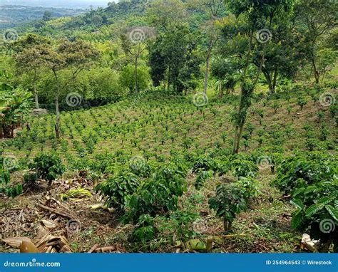 What is the Appeal of Venezuelan Coffee? A Thorough Guide to ...