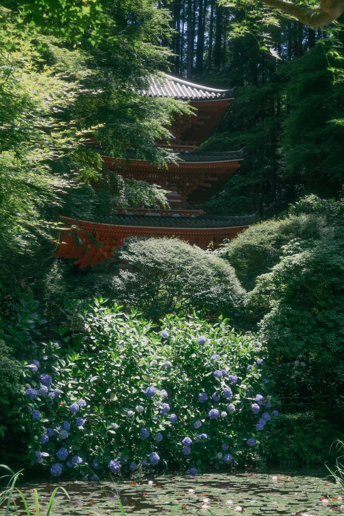 オールドレンズHelios44mで撮る岩船寺の紫陽花｜Yuka Shogaki
