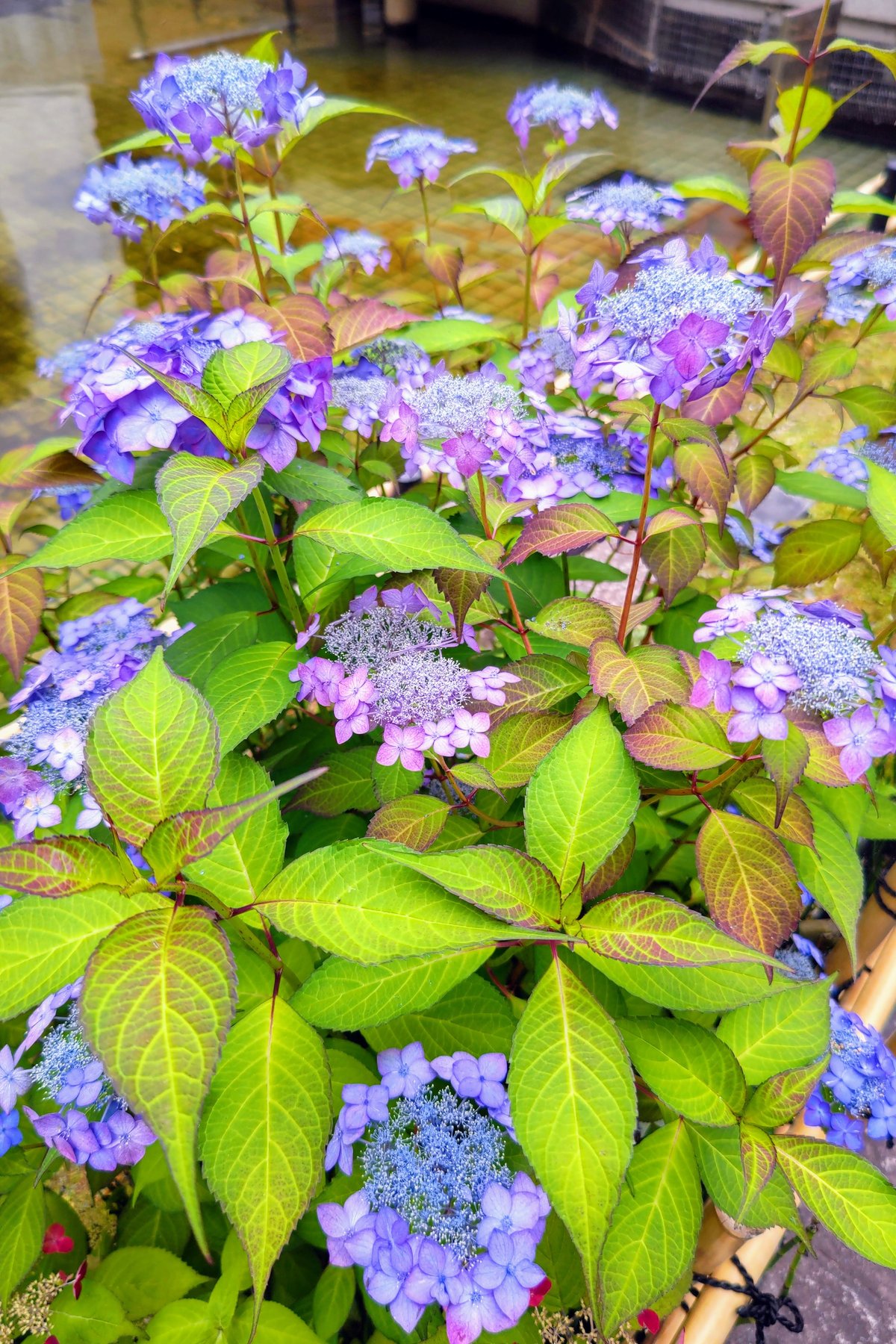 Lawrence J. Howellさん｜bright_ixora852