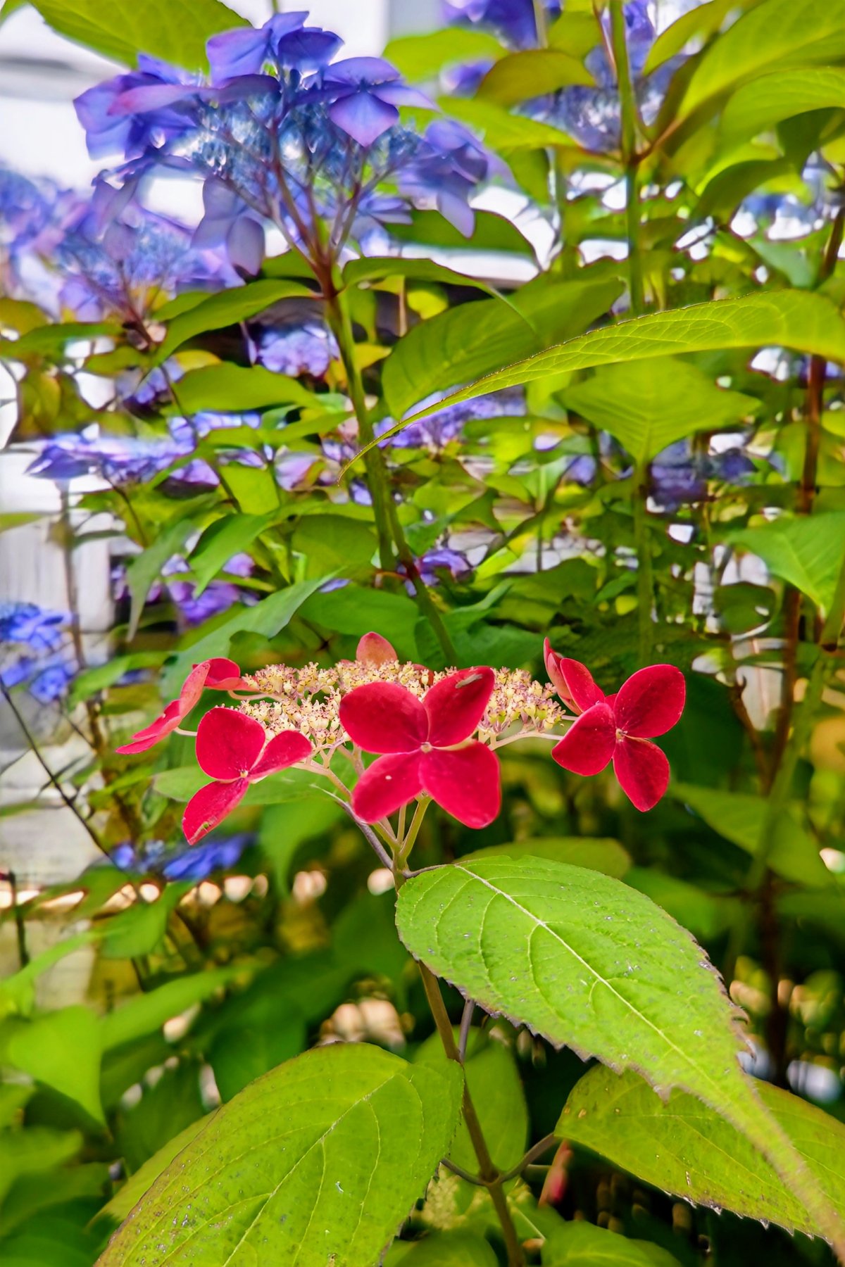 Lawrence J. Howellさん｜bright_ixora852