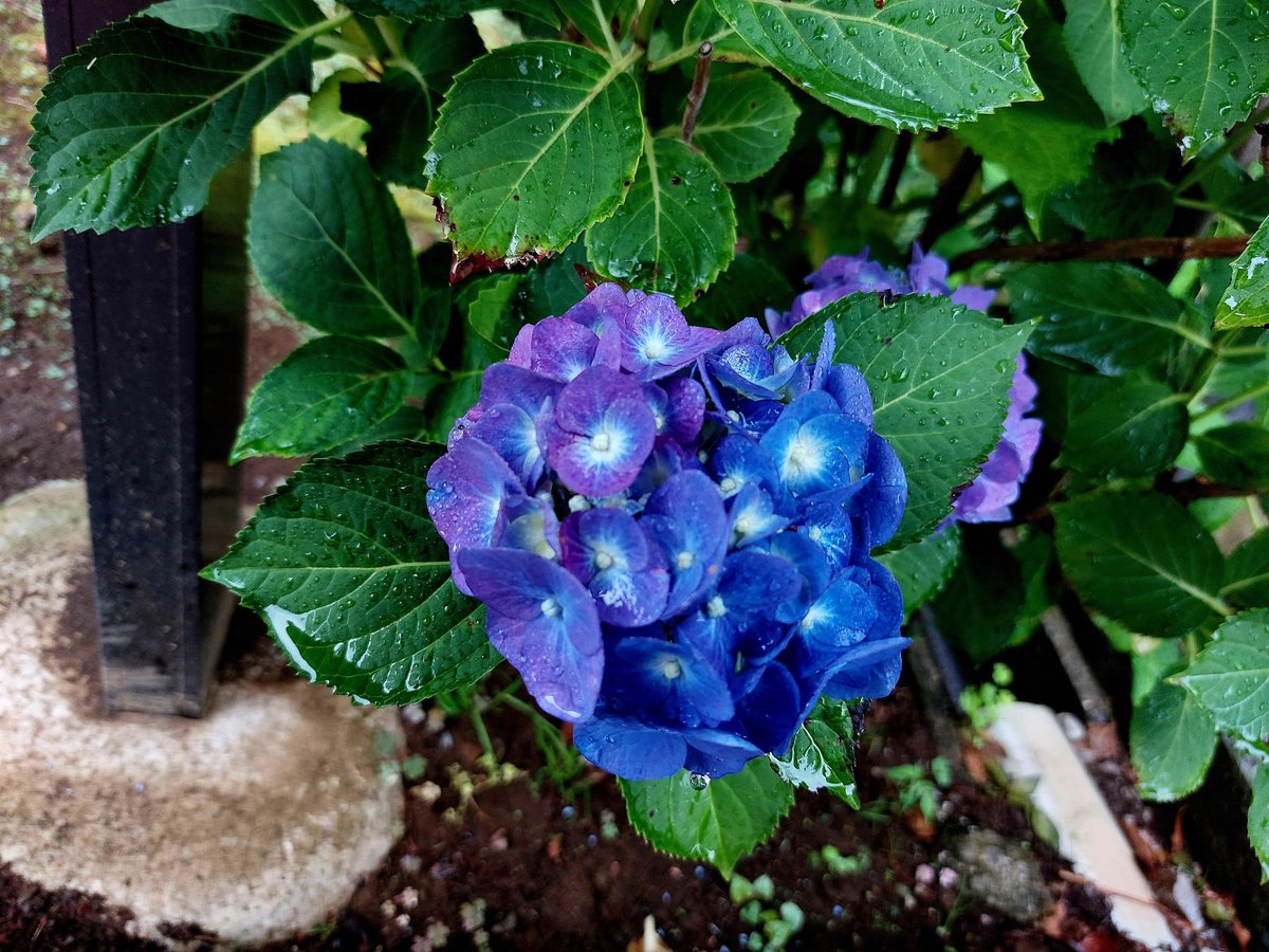 みかん花便り(2025年6月号)｜琴ノ葉みかん (Mikan Kotonoha)